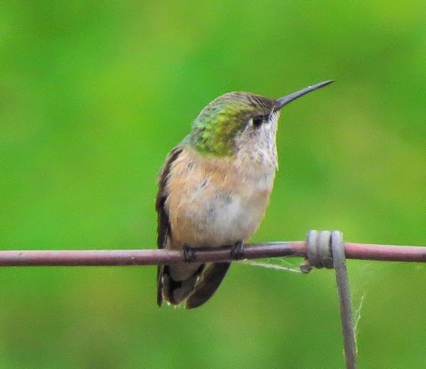 Study: Female Calliope Hummingbird in Umpqua – Matt Hunter