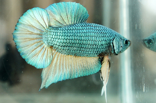 Betta Fish ~ Nice Betta