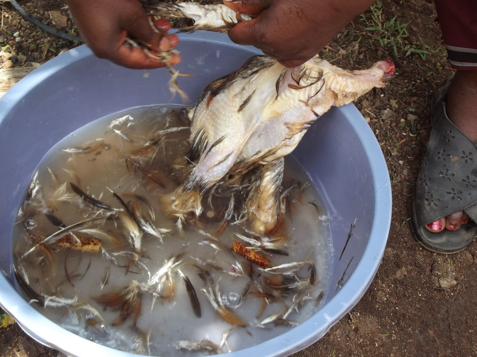 Adventure's in Tanzania: How to slaughter a chicken