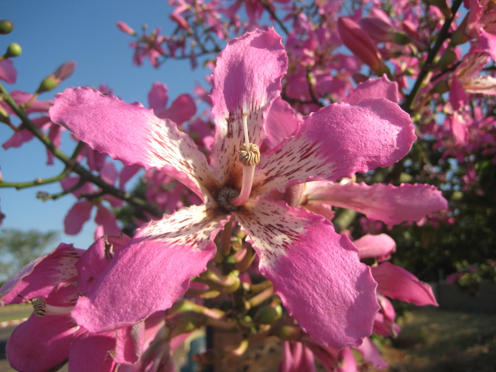Rands Mission: Gaborone Flowers