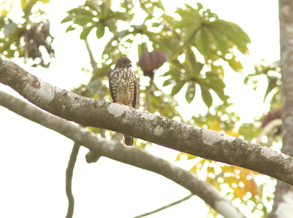 Birding Berrien and Beyond: the Monkey Hawk