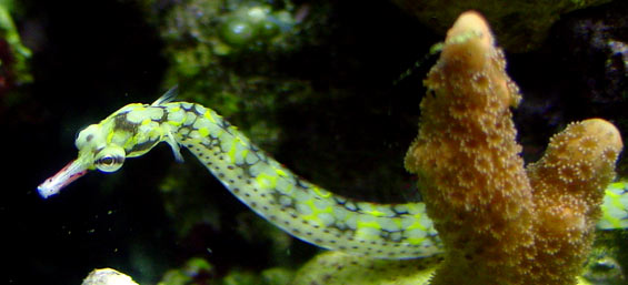Fish Wallpapers: Dragonface Pipefish Photos