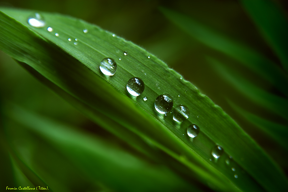 ASILVESTRAO: LA GOTA DE ROCÍO