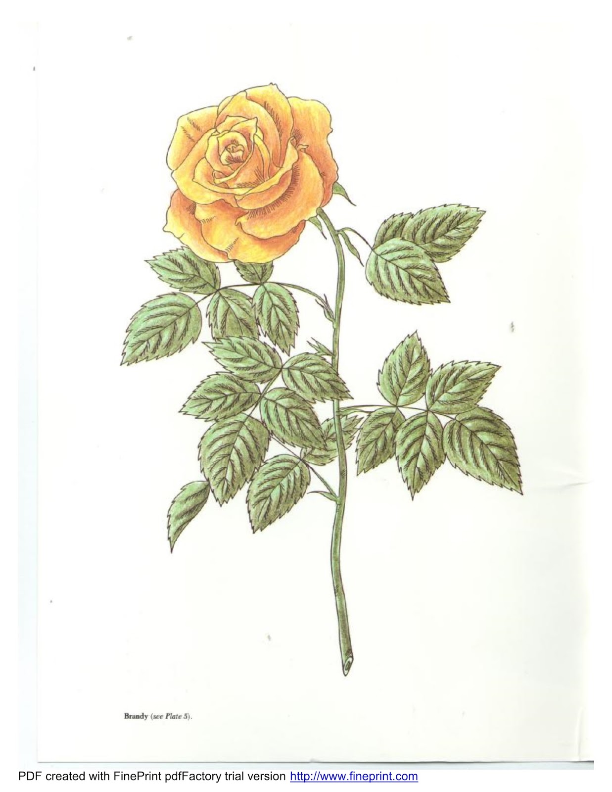 Bagi-Bagi Ajah: Favorite Roses Coloring Book (Dover Coloring Book)