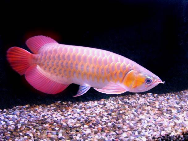 Nature Lover: Asian Arowana