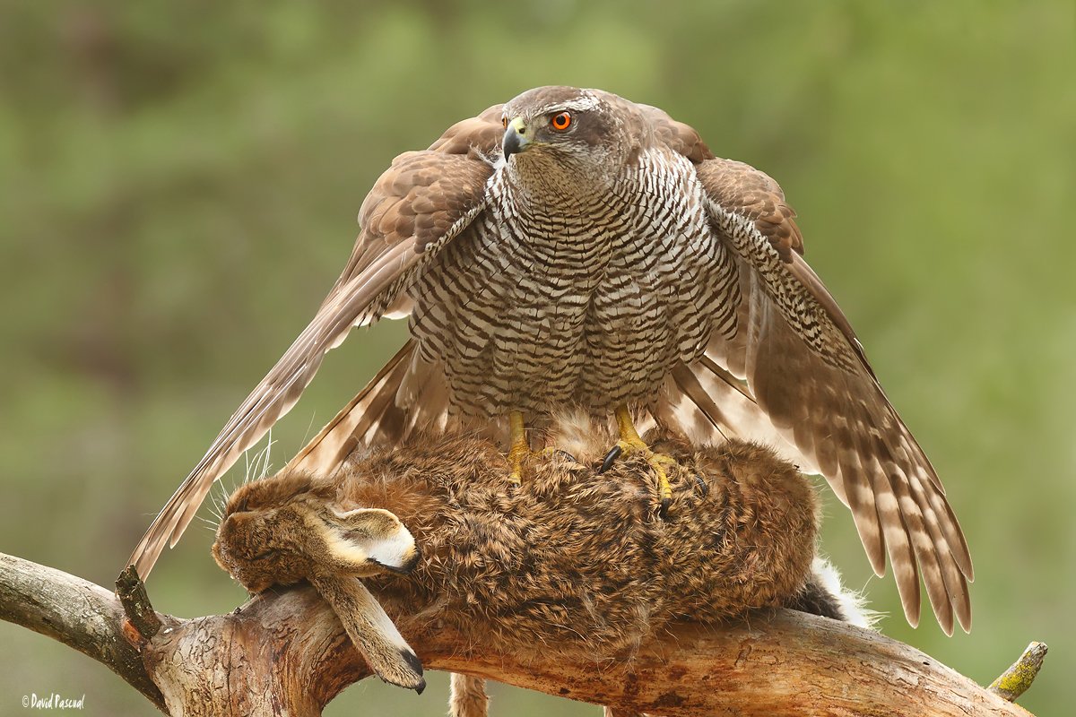 David Pascual: Azor (Accipiter gentilis)