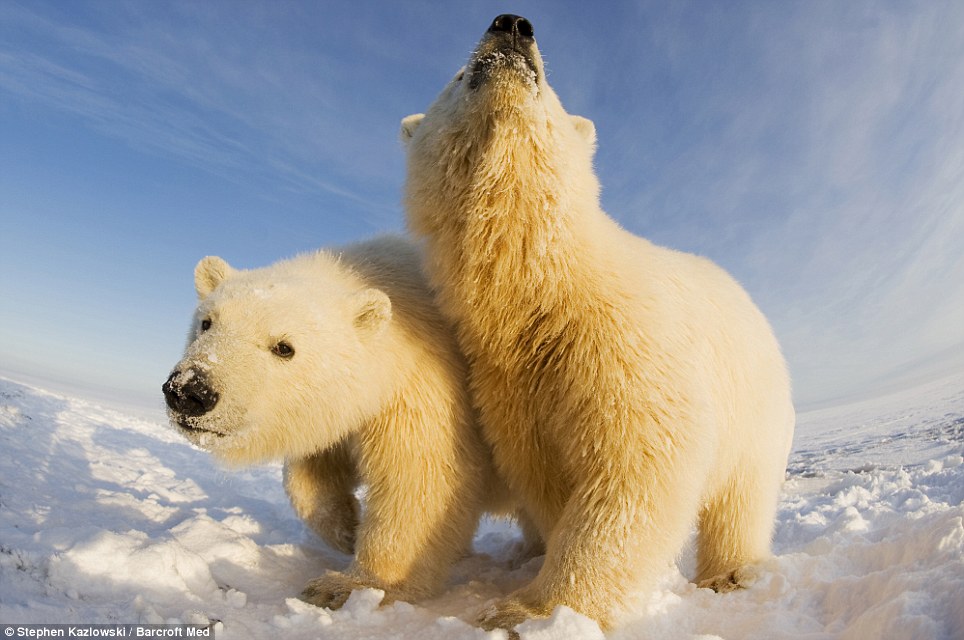 White Wolf : Arctic bears get up close in stunning images that show ...