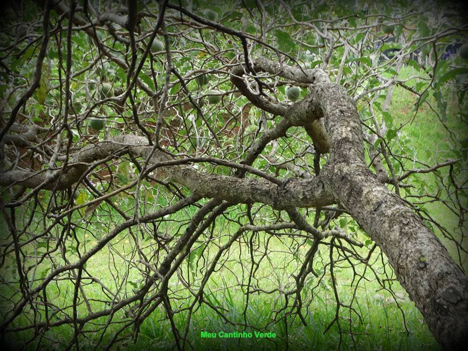 Meu Cantinho Verde: LOBEIRA, FRUTA-DO-LOBO - ( Solanum lycocarpum )