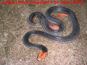 Plenitude: Cambodia - Very Venomous Snakes Found - Bungarus flaviceps