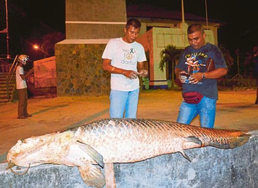 International Fishing News: MALAYSIA: found a giant size arapaima