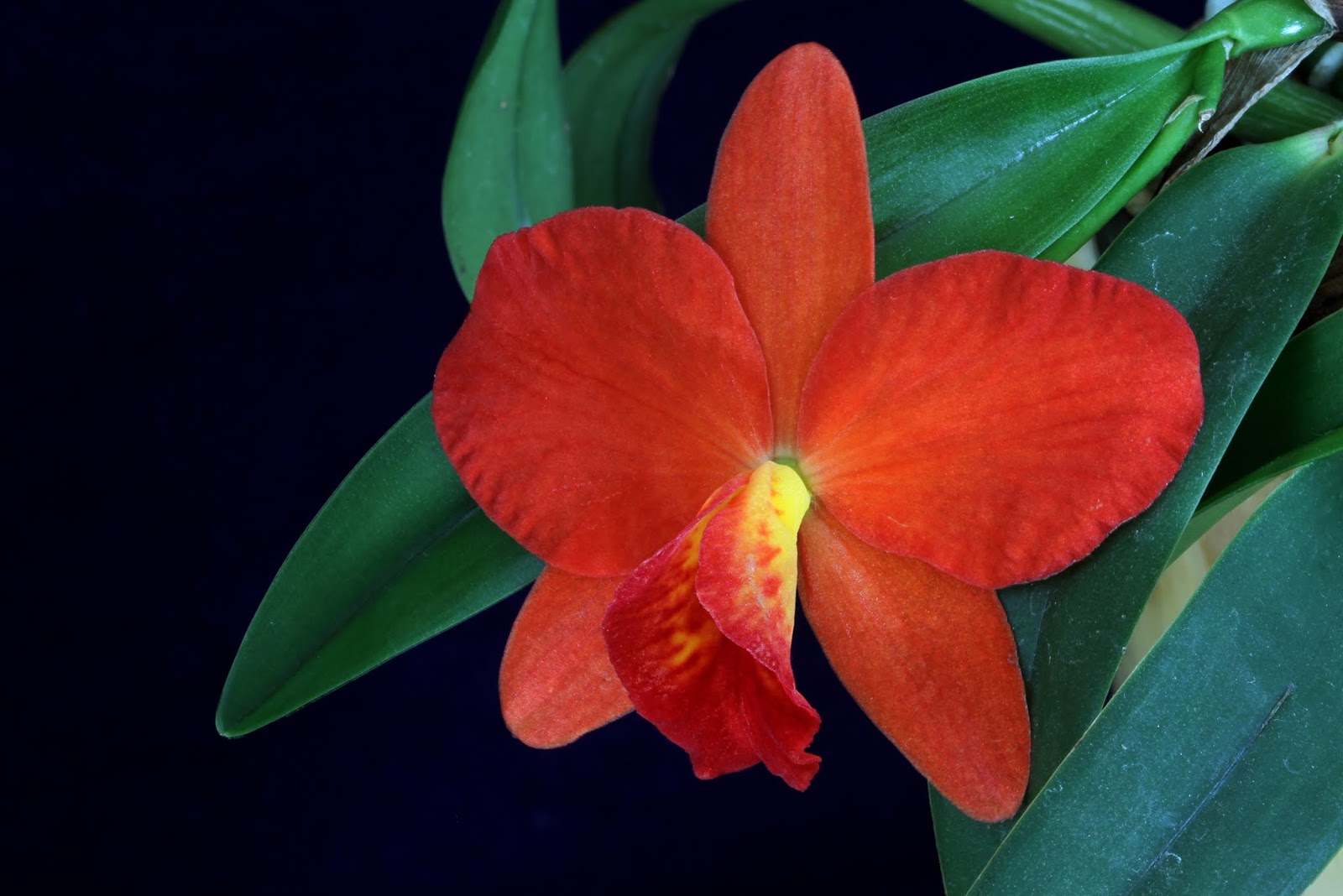 Orchids in Bloom: Sophrolaeliocattleya Minibeau