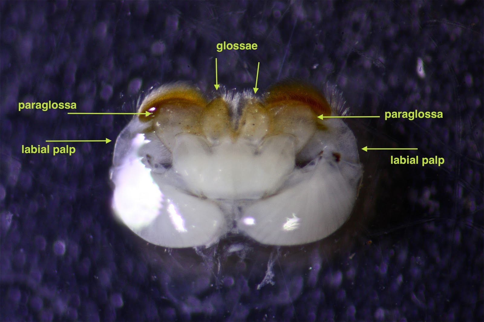 Aquatic Insects of Central Virginia: The "Big Mac" Problem: Working on ...