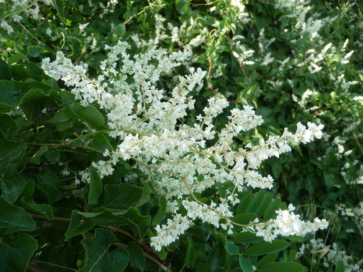 r o b i n 's y a r d: Fallopia baldschuanica (Polygonum baldschuanicum)