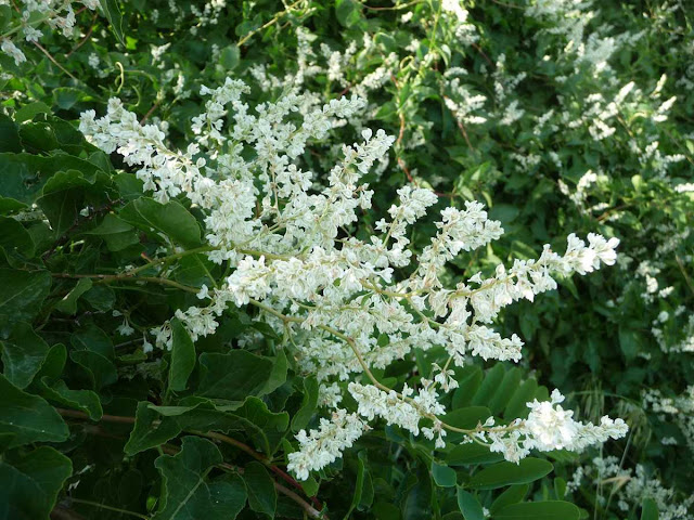 r o b i n 's y a r d: Fallopia baldschuanica (Polygonum baldschuanicum)