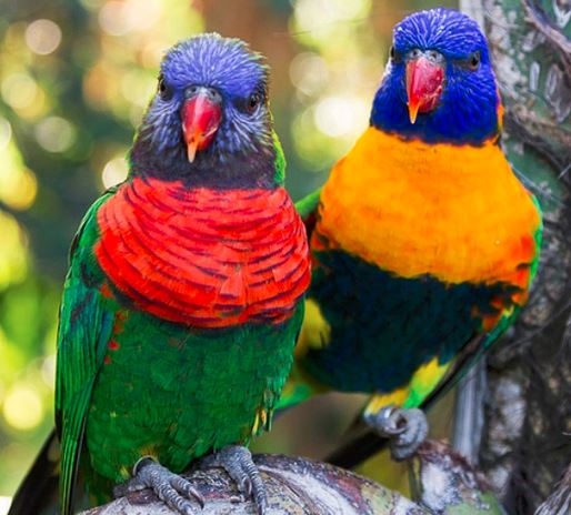 Loro Parque Tenerife pentru parinti, pentru bunici, pentru pitici