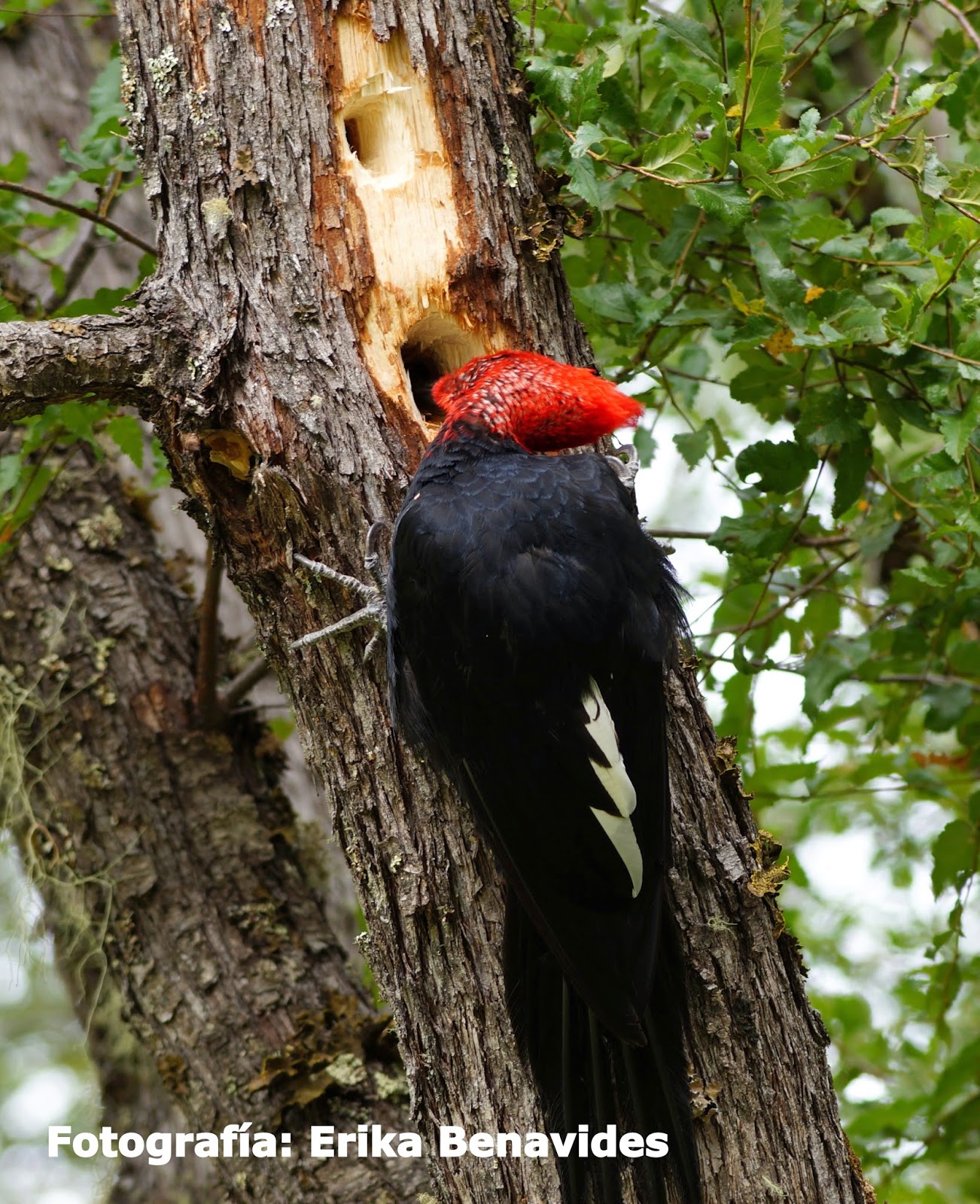 Parque Nacional Tolhuaca : CARPINTERO NEGRO