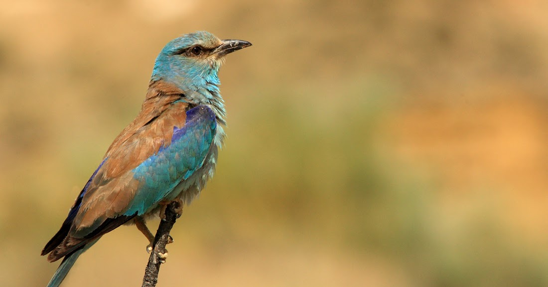 José Ángel Rodríguez. Fotografía de Naturaleza