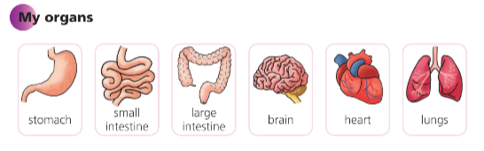 NATURAL AND SOCIAL SCIENCES (1º/2º): HOW MY BODY WORKS