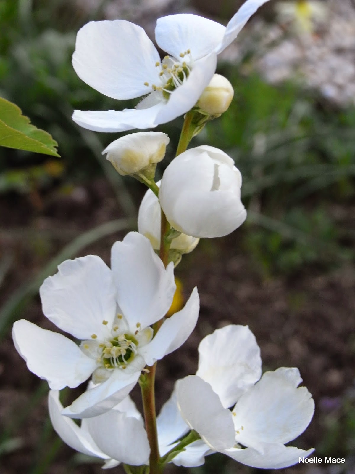 Stasher: Exochorda Giraldii Var Wilsonii