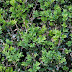 5 Shrub textures. - Texture Manor