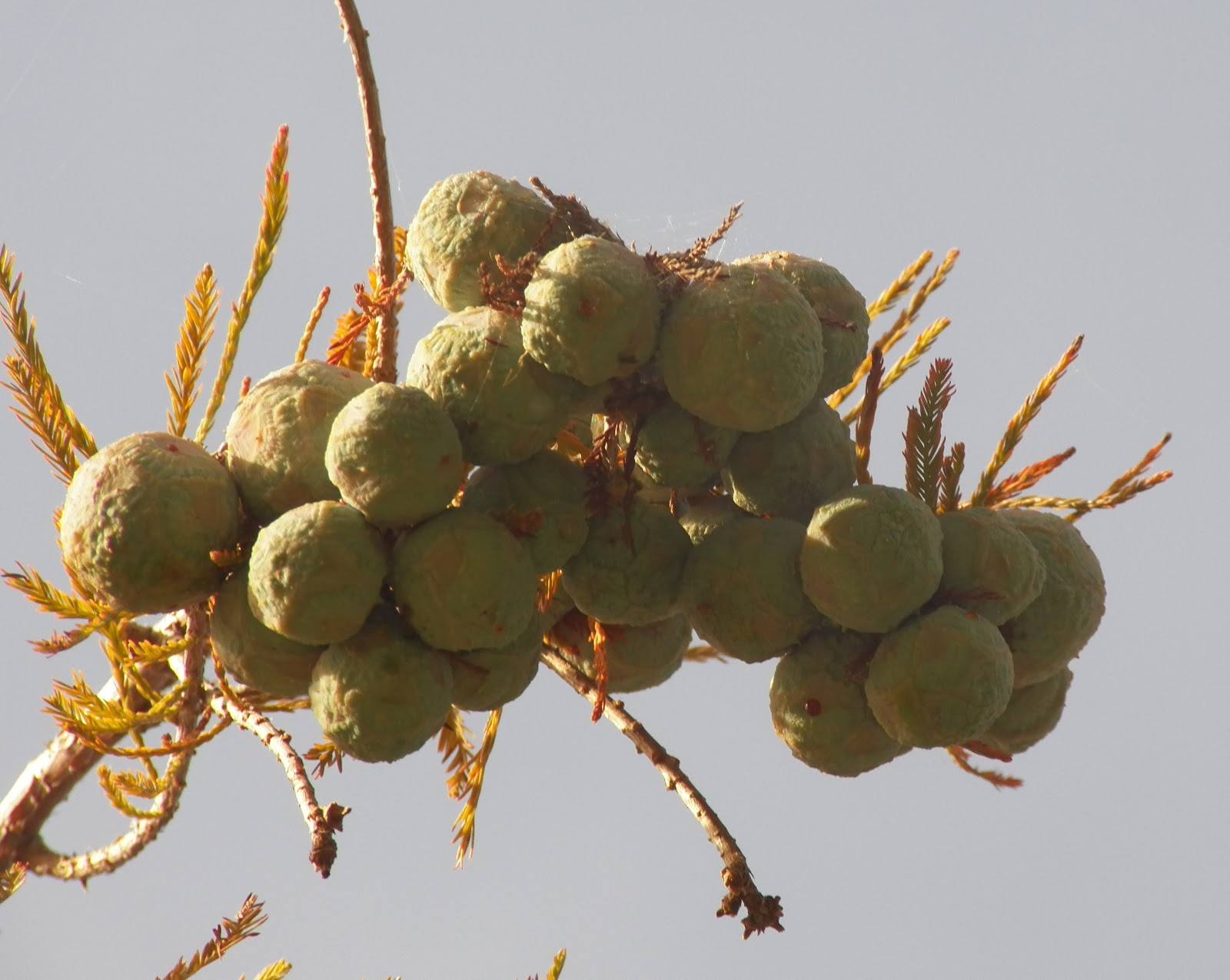 My Backyard: My Trip to NWA