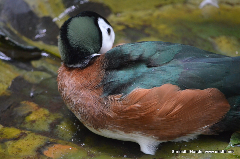 Beautiful birds at Copenhagen Zoo, Denmark - eNidhi India Travel Blog