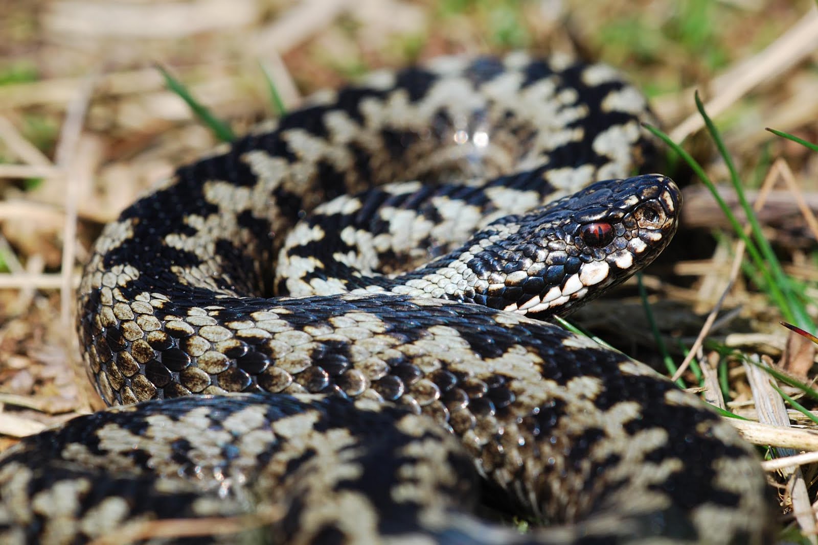 Yorkshire Field Herping and Wildlife Photography: Multicoloured Slow ...
