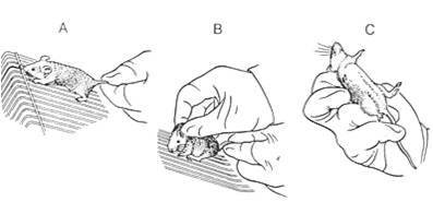 Dunia Farmasi: FARMAKOLOGI
