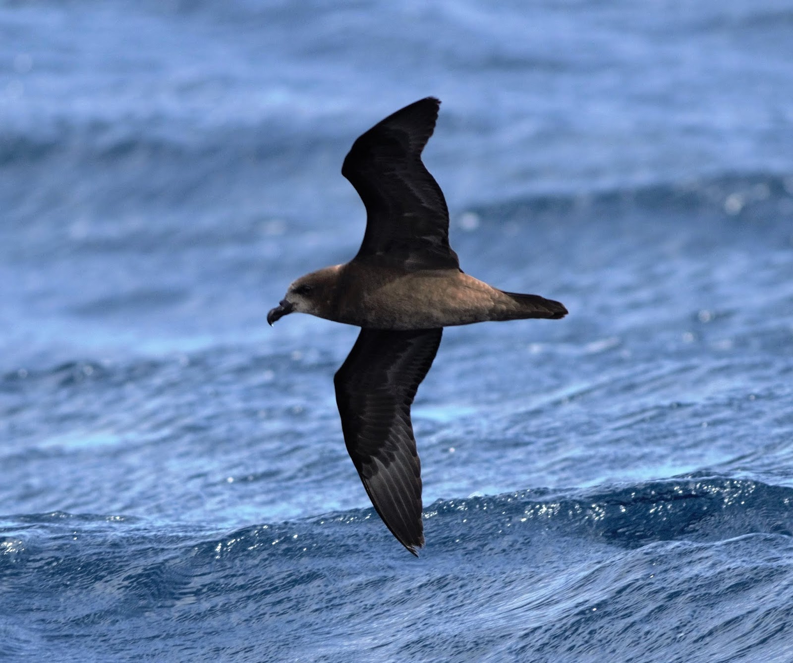 Bird Watching Archives - Sunshine Coast Afloat