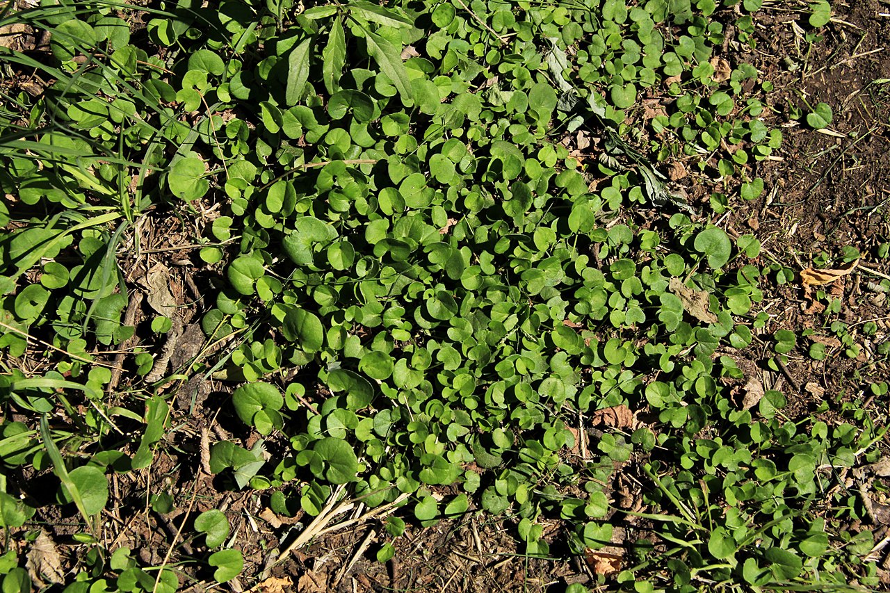 Flora Bonaerense: Oreja de ratón (Dichondra microcalyx)
