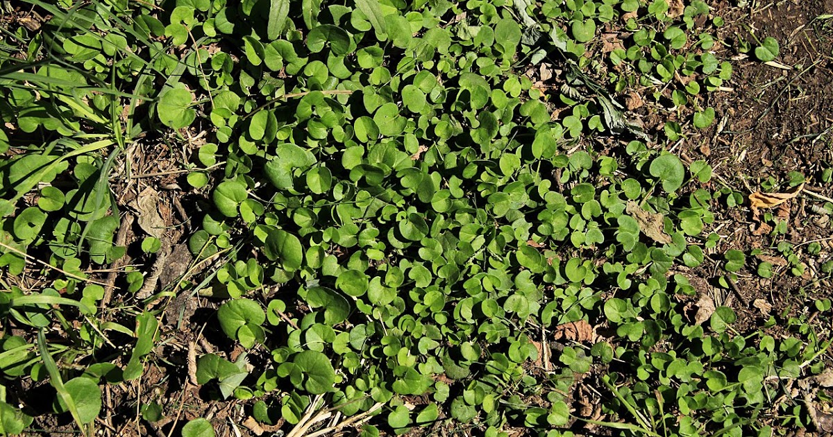 Flora Bonaerense: Oreja de ratón (Dichondra microcalyx)