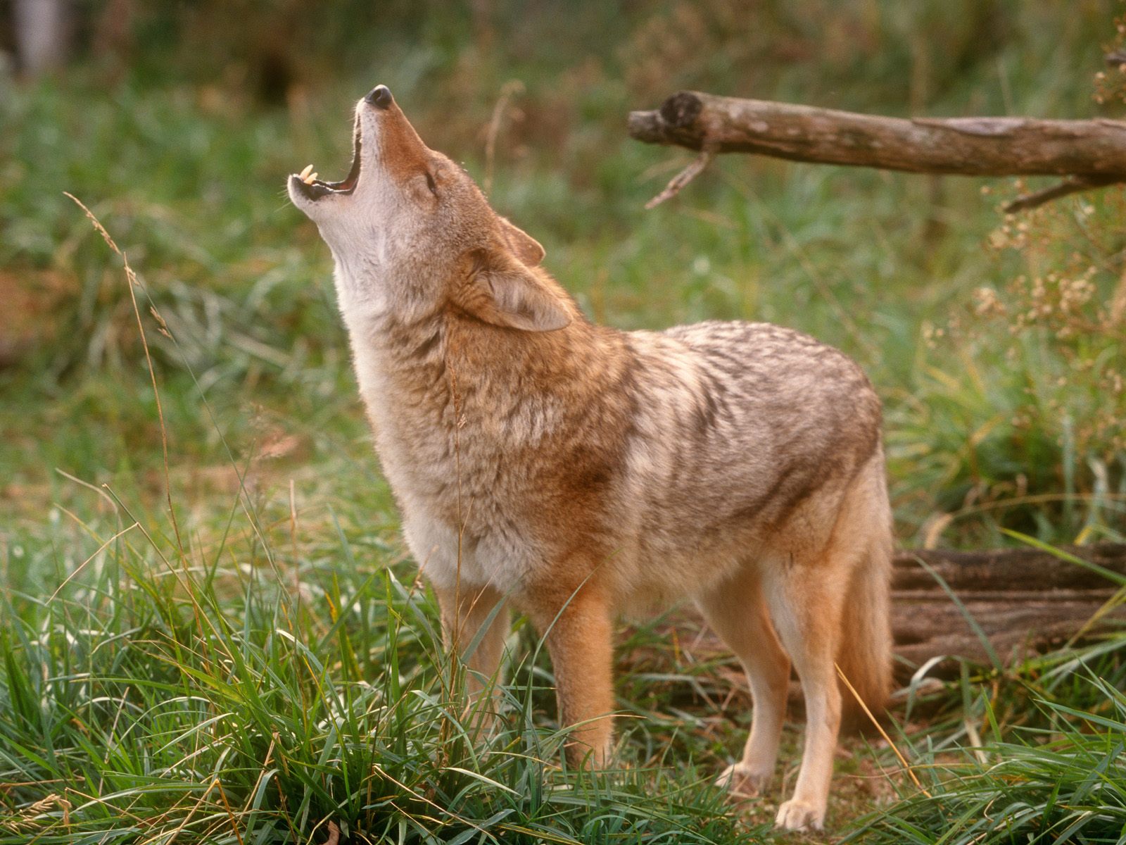 coyote animal Livestock and pet predation - The coyote is a canid ...