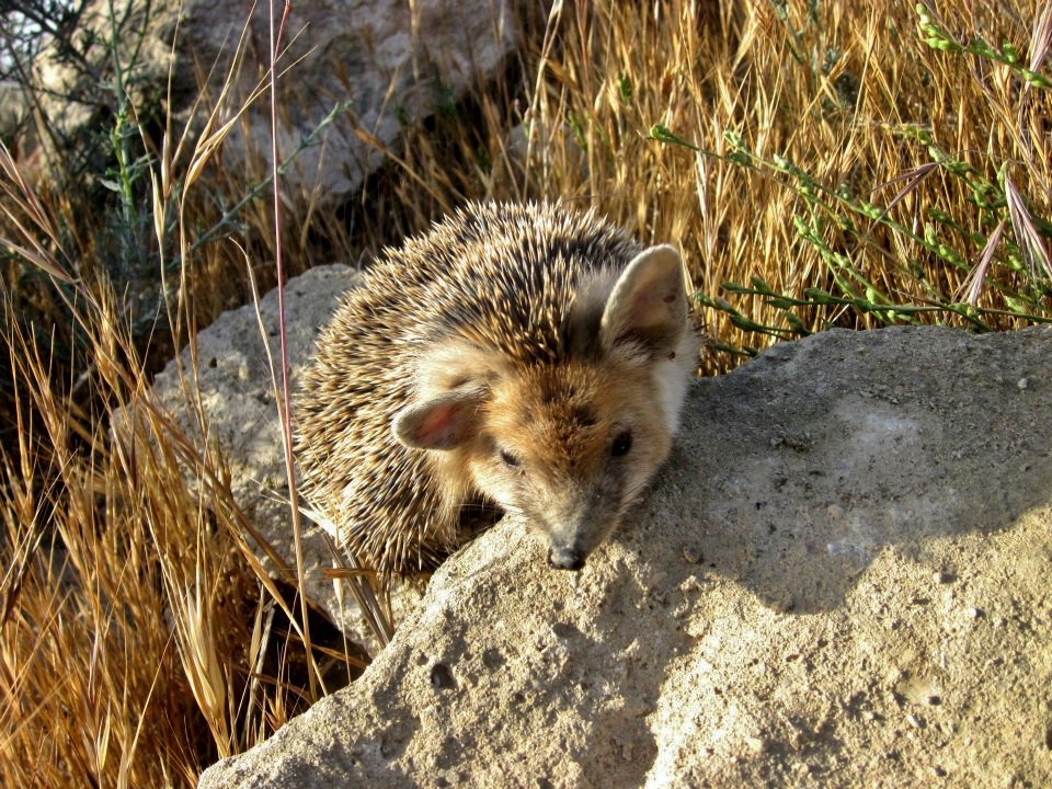 Biodiversity of Cyprus by NGO Protection of the Natural Heritage and ...