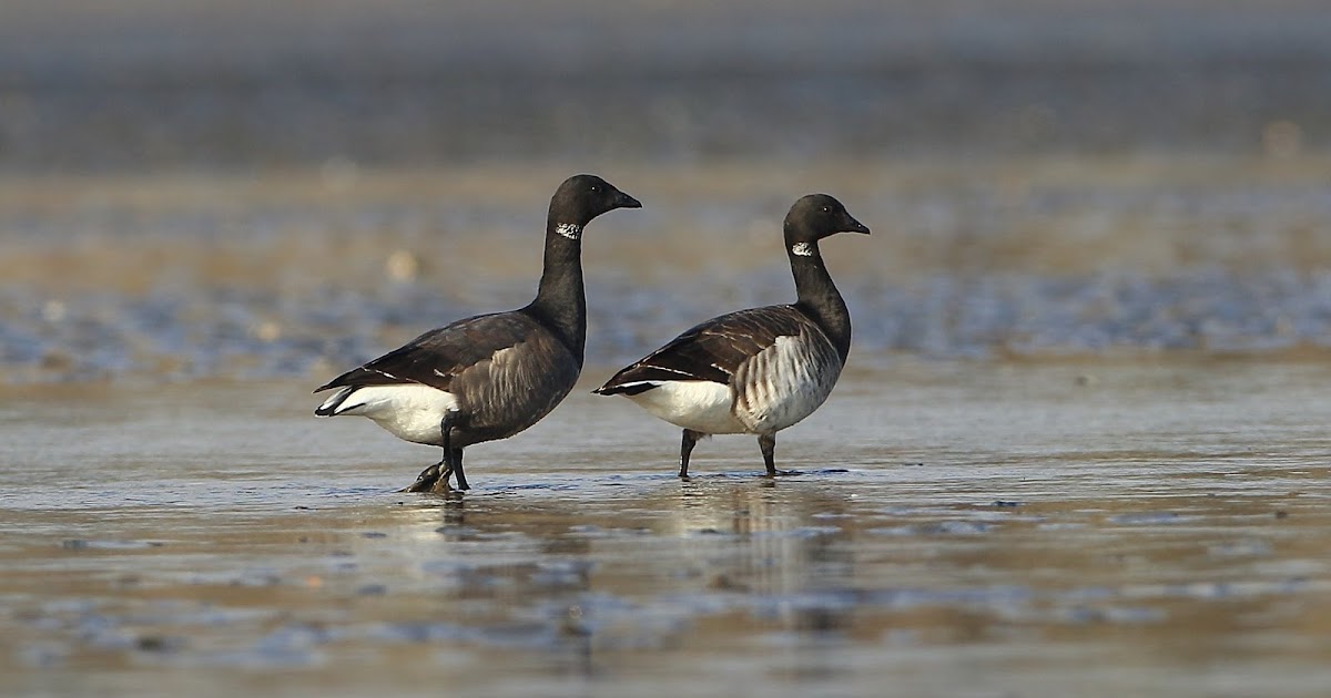 nibirds: Dark-bellied Brent Geese, recent sightings