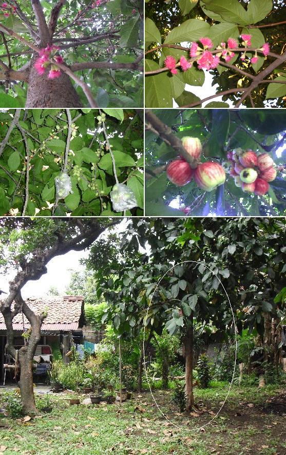 Selintas Sejenak: POHON BUAH JAMBU BOL