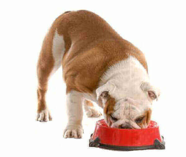 Nutrition Bulldog nutrition-bulldog