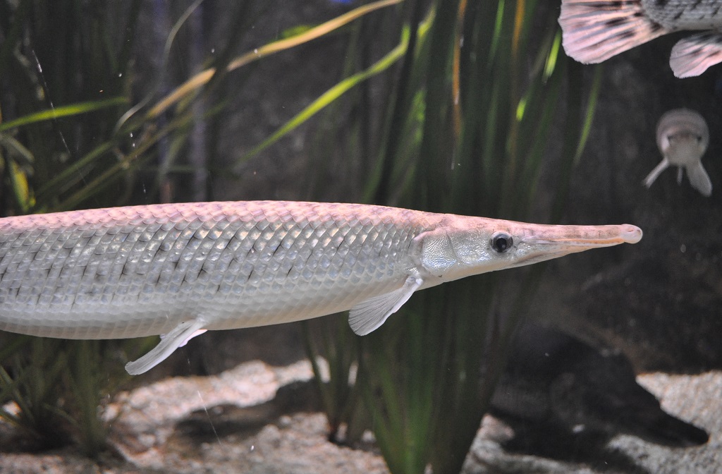 ZOOTOGRAFIANDO (6.057 ANIMALS): PEZ CAIMÁN CHATO (Lepisosteus platostomus)