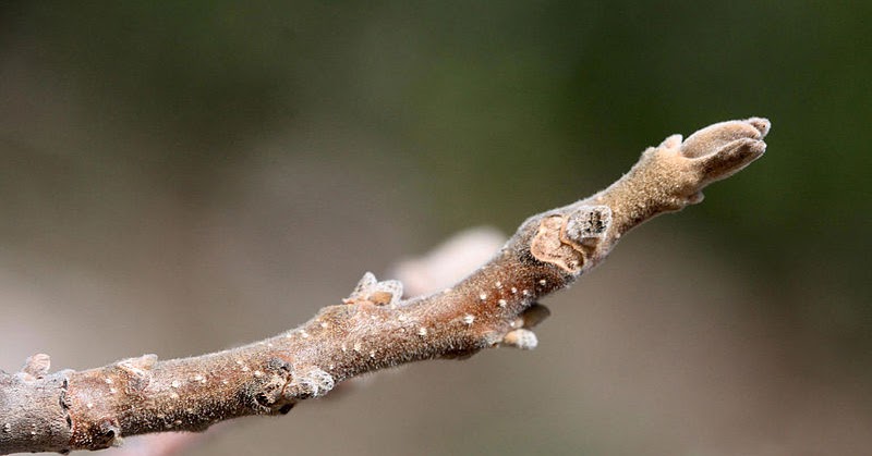 Twig in Drupal 8 Twig in Drupal 8