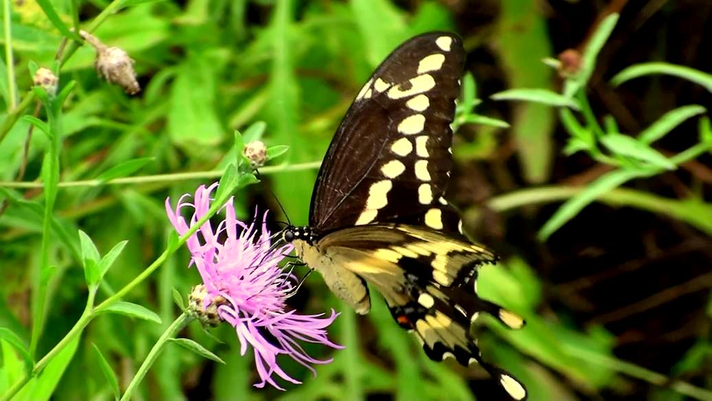 Tales From The Wilds: Giant Swallowtails Return to Breed and a ...