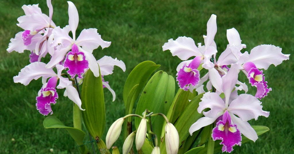 ORQUÍDEAS SEM SEGREDOS: ORQUÍDEA CATTLEYA
