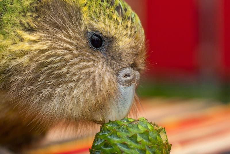 Kakapo — Flightless Parrot