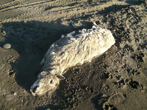 Deformutilation: Dead sheep