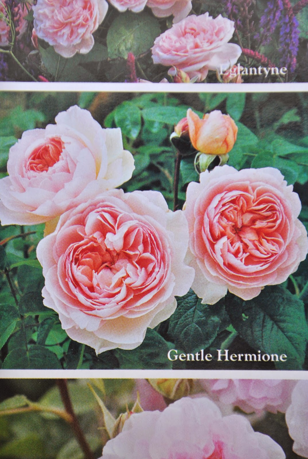 The Grower's Daughter: The David Austin Rose Catalogue