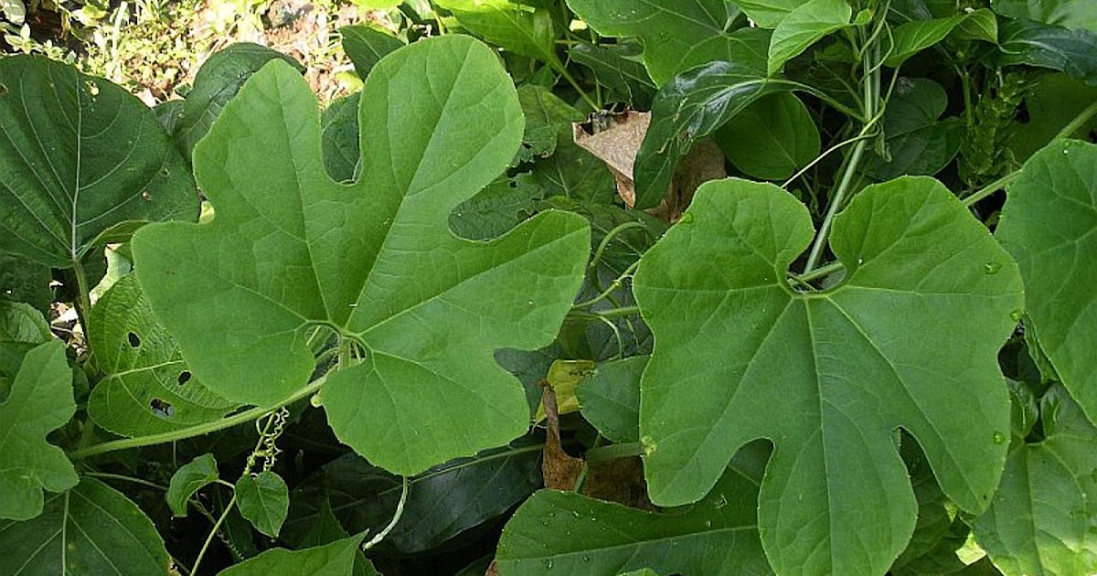 Medicinal Plants: Trichosanthes cucumerina chichinda Potlakaya Podalangay