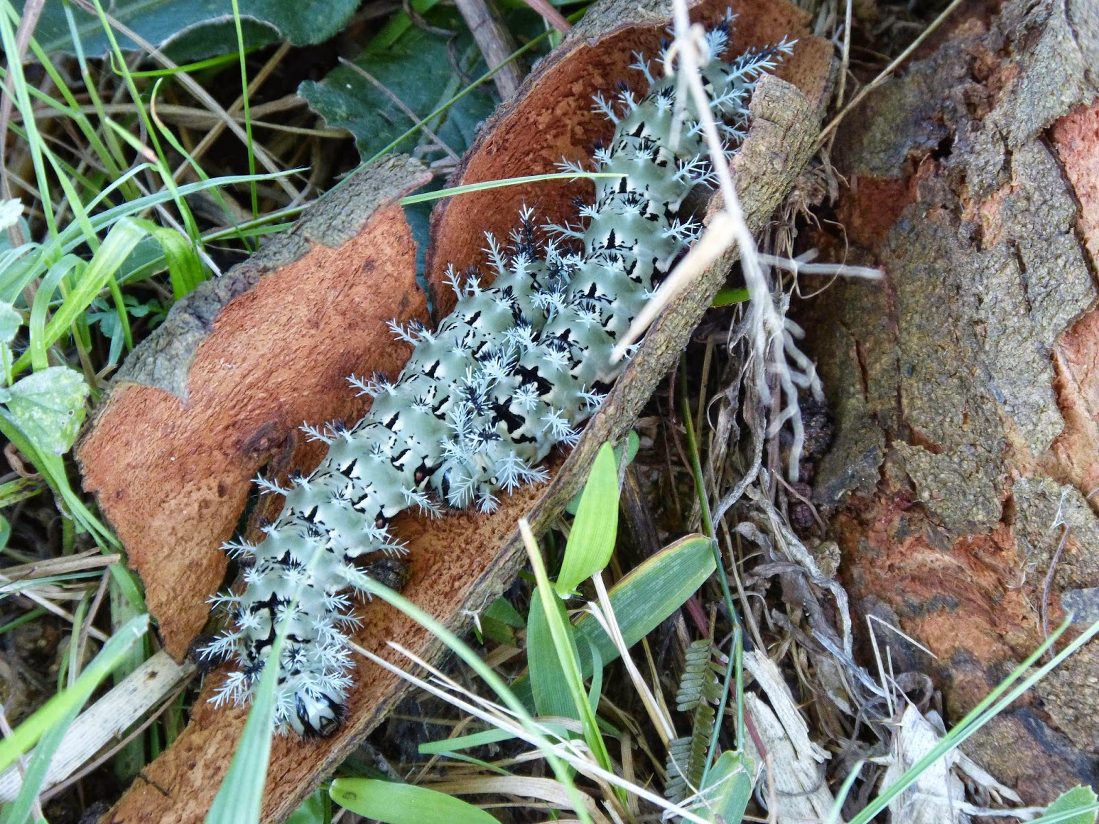 Canguçu em cores II: Lonomia obliqua -Taturana - Haikai - Imagem ...