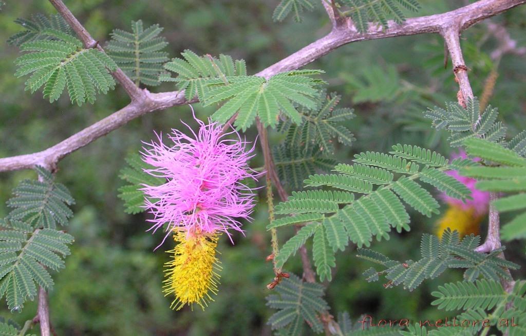 කටු අන්දර [Katu Andara] (Dichrostachys cinerea) ~ අපේ ඔසුපැළ Medicinal ...