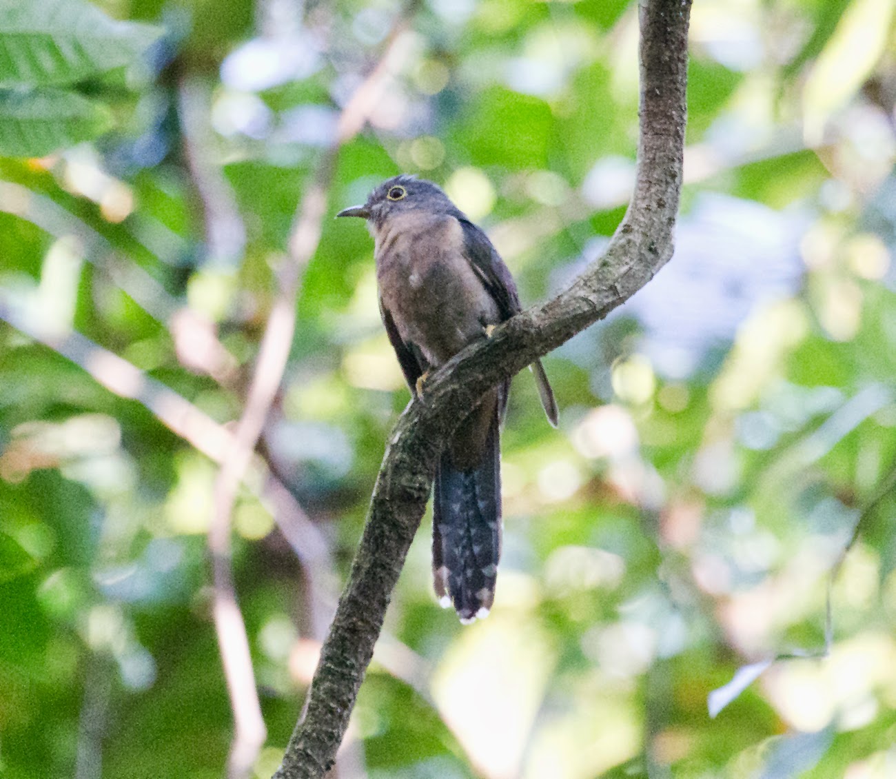 Bfb`s Outdoor Ramblings: Philippines 2014 - Pt 2 Cebu