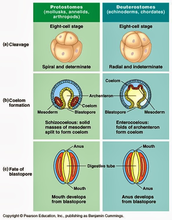 Jendela DuniaKu: Protostomia dan Deuterostoma