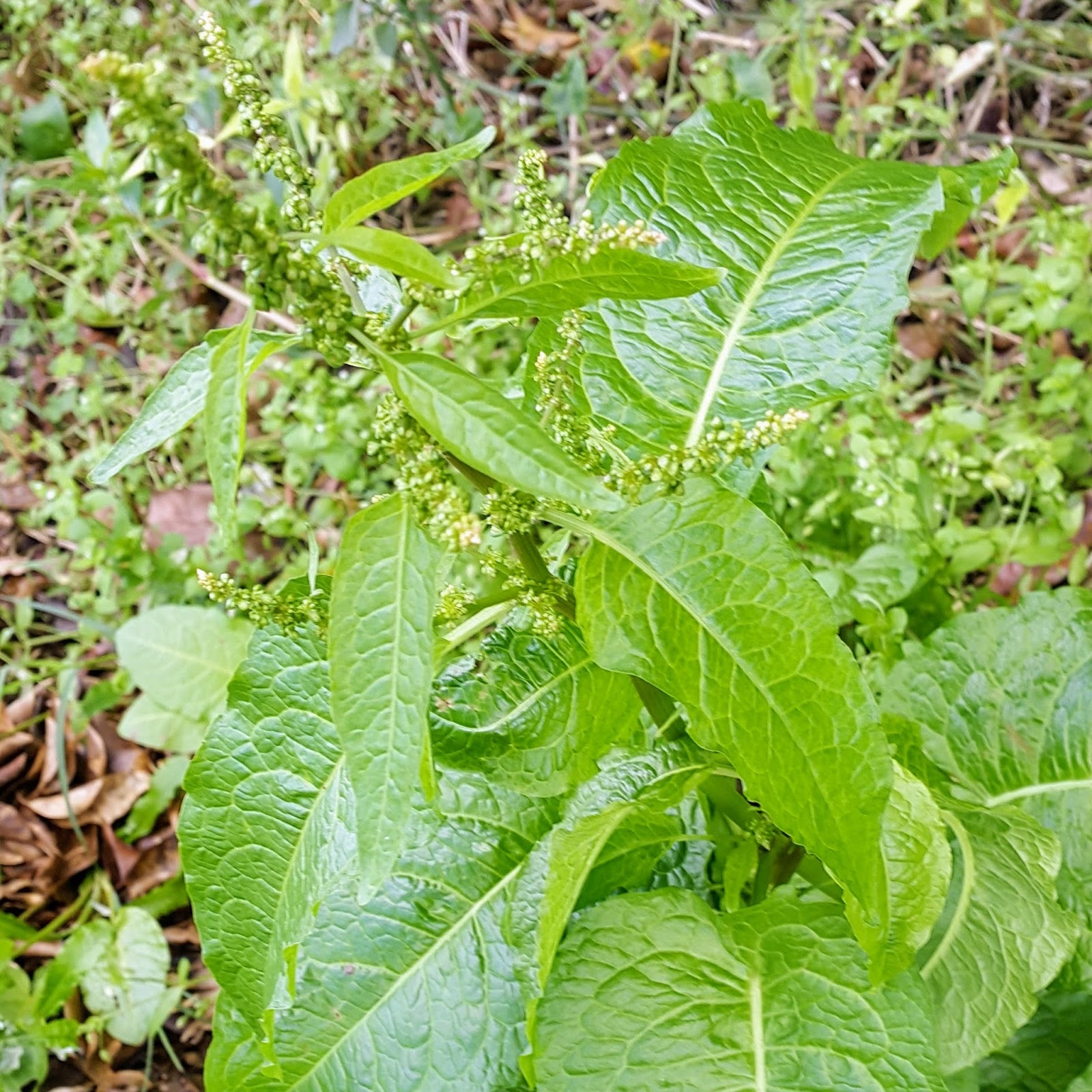 "Verdade//aspas" : 👪 Polygonaceae (Rumex obtusifolius)
