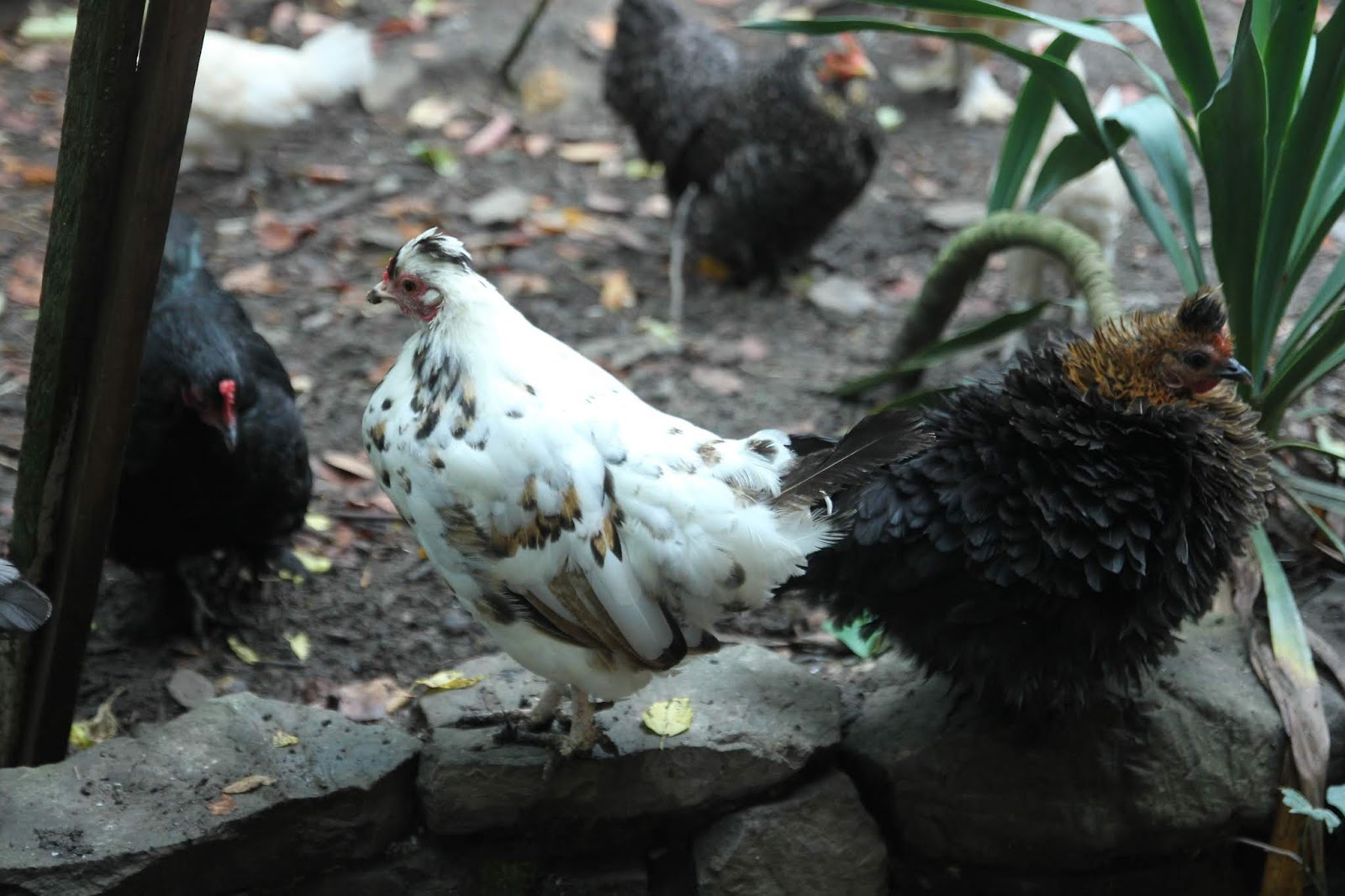 The strange case of the fading hen - Angélique turns from black to ...